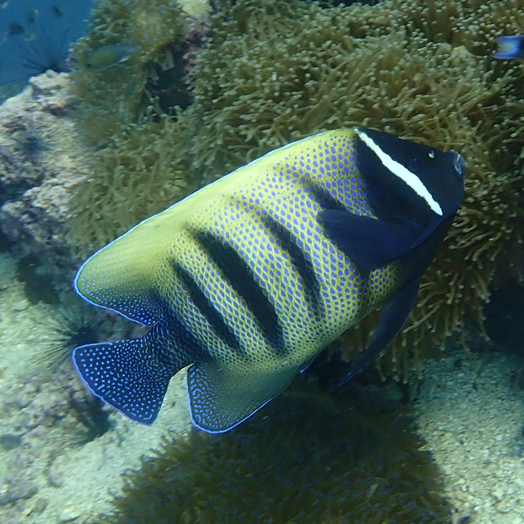 PADI AWARE Fish ID Specialty Course